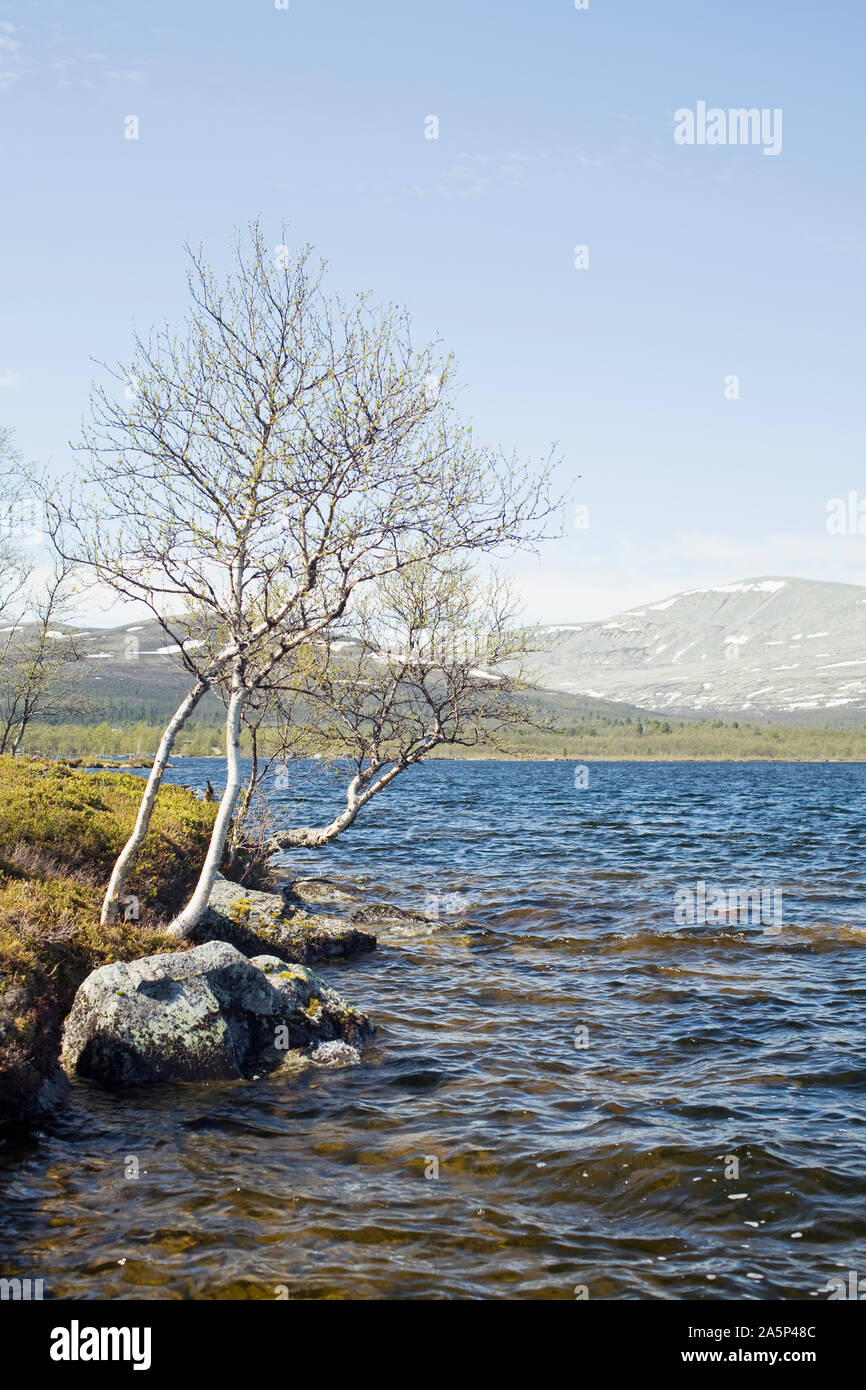Tree growing by river Stock Photo - Alamy
