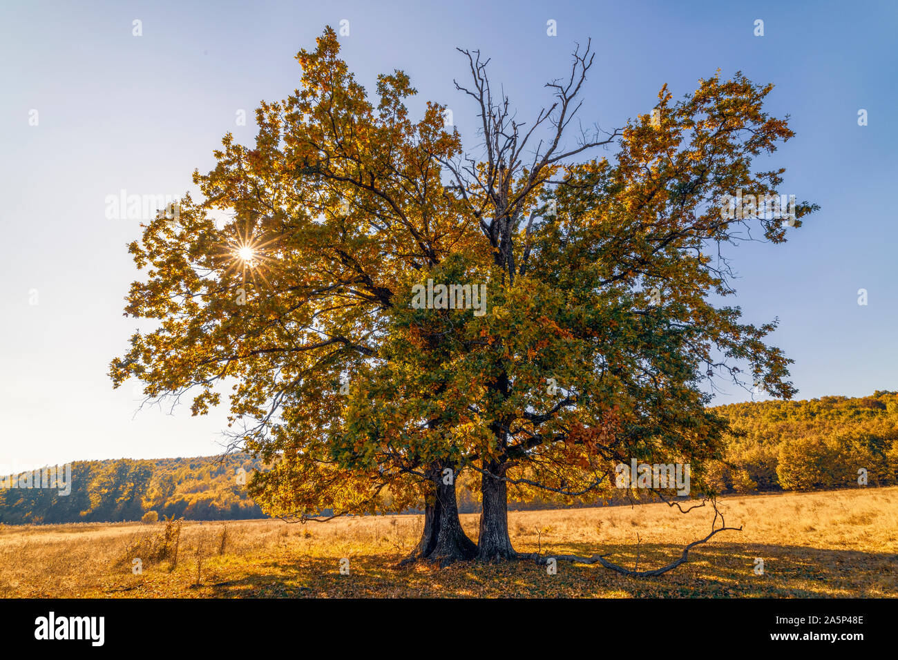 Sun Rays Through A Big Tree Crown. Beautiful Autumn landscape Stock ...
