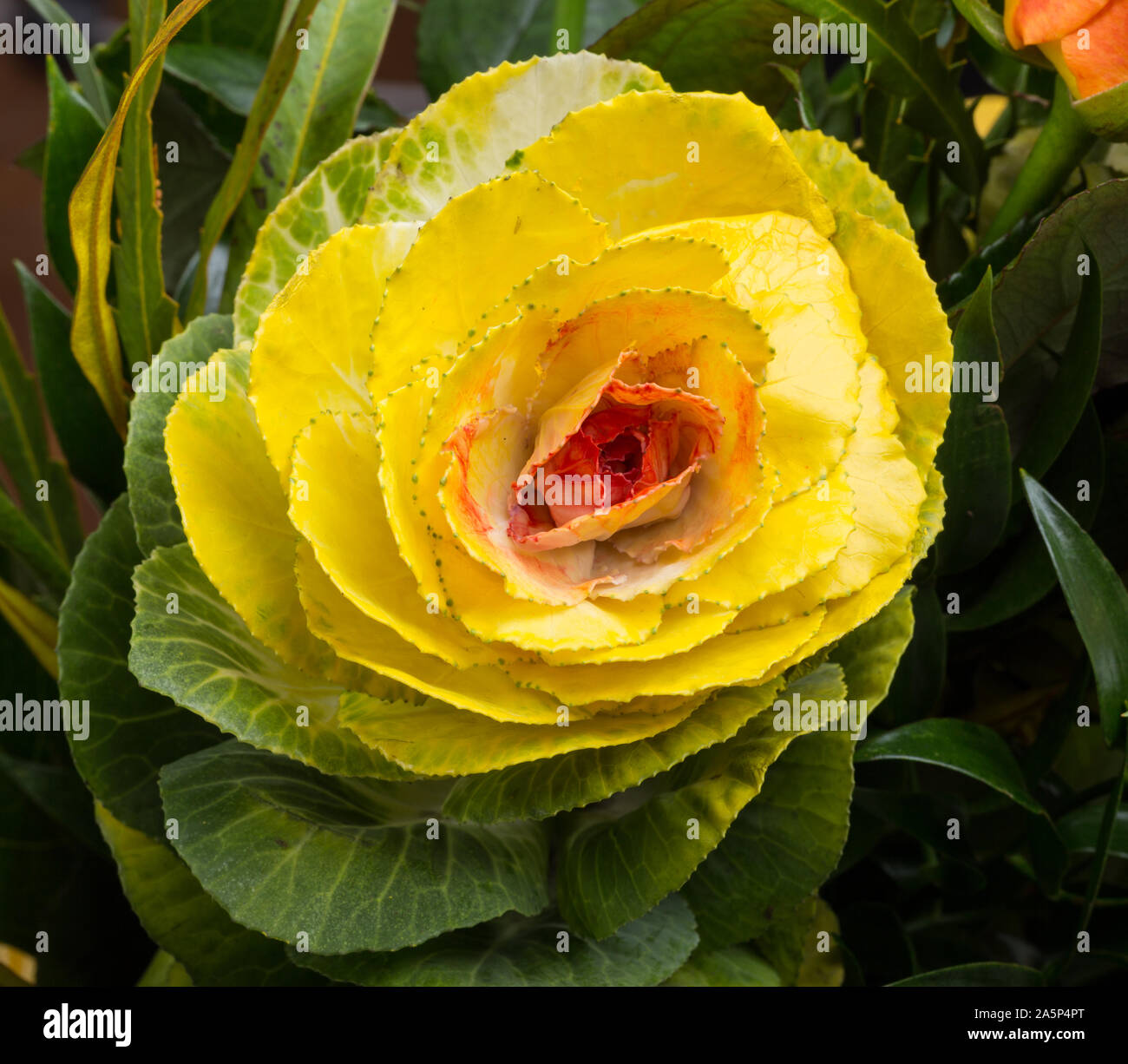 Ornamental kale with yellow, orange, and green leaves (Brassica ...