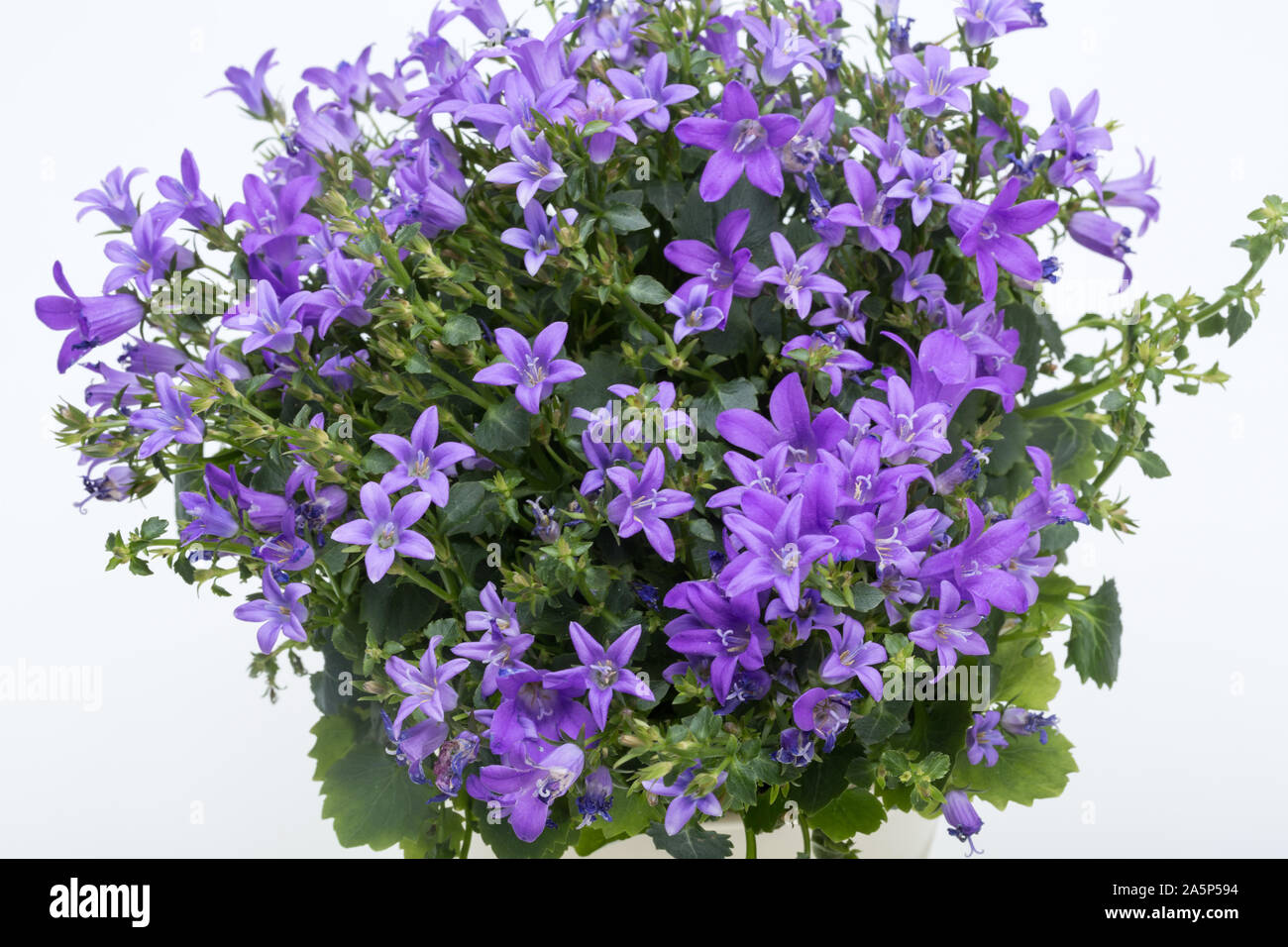 Beautiful vivid purple spring flower bush Dalmatian bellflower ...