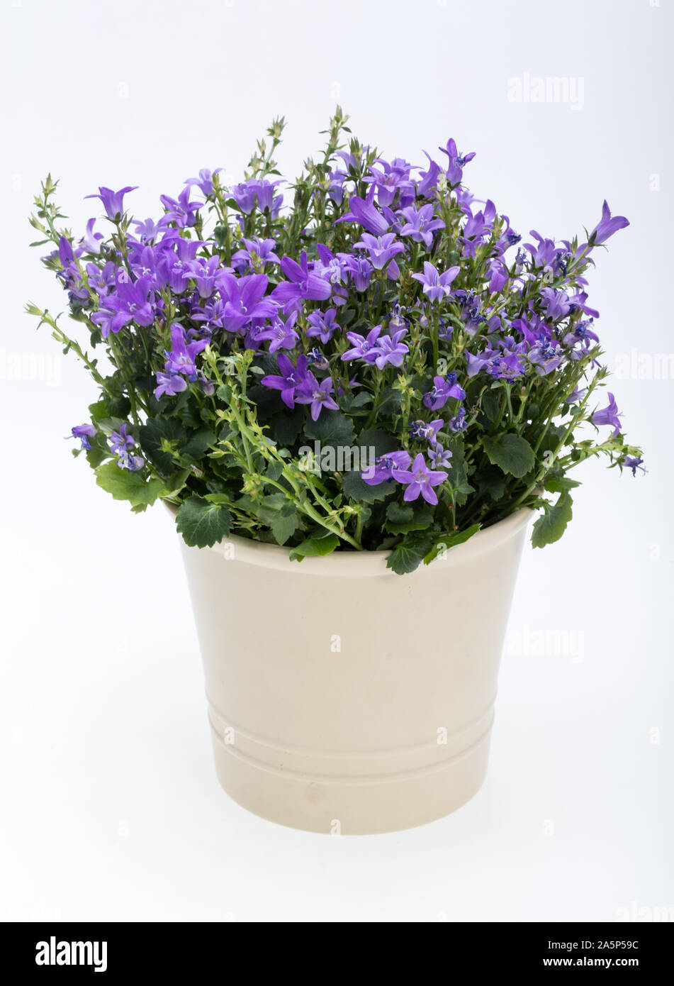 Beautiful vivid purple spring flower bush Dalmatian bellflower ...