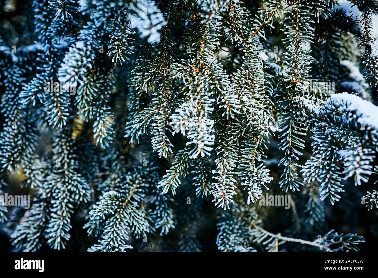 Spruce tree, close-up Stock Photo - Alamy