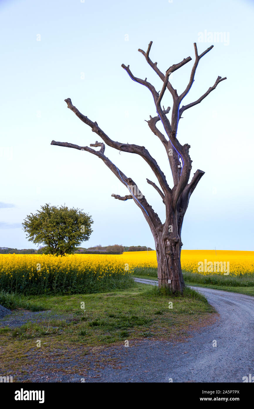 Dead tree in rural landscape Stock Photo - Alamy