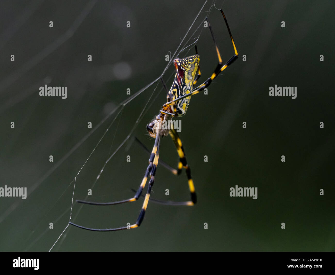 A Nephila clavata, a type of orb weaver spider native to Japan where it ...