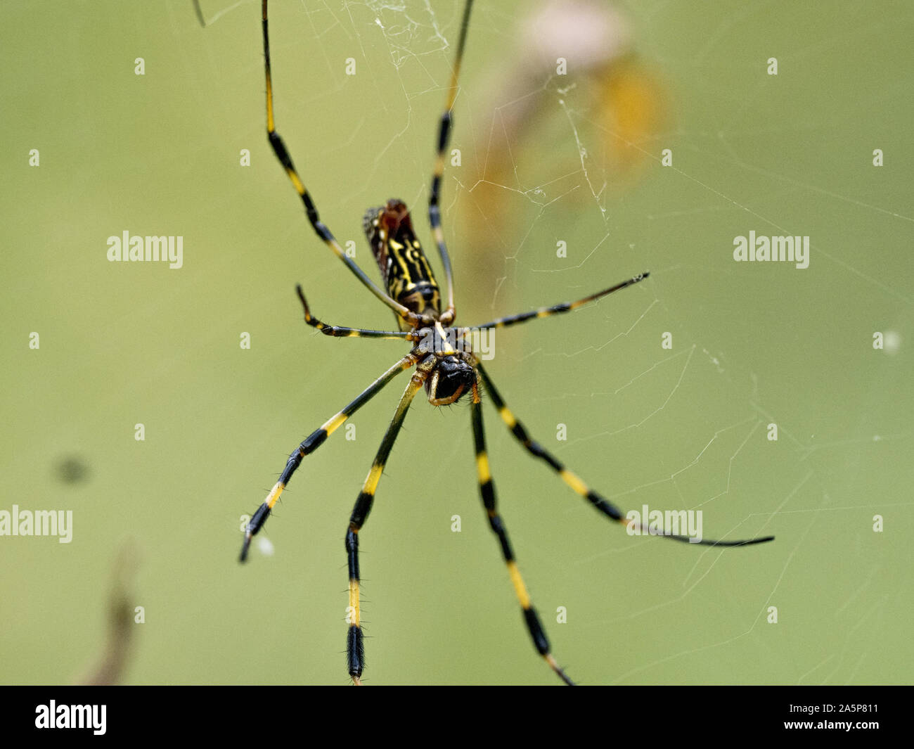 Nephila Clavata