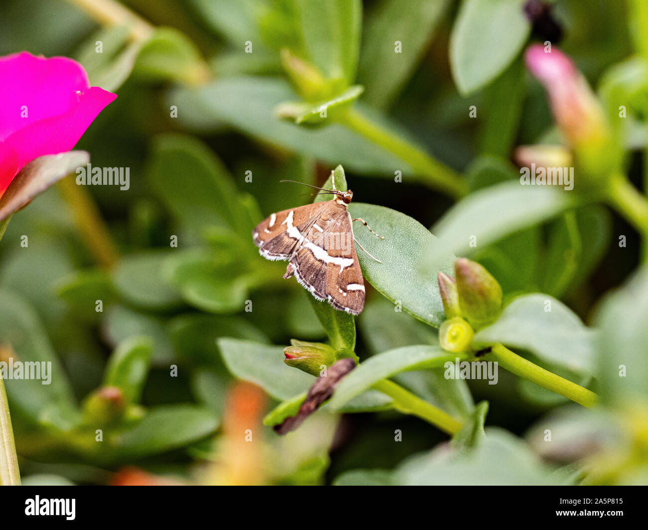 Fuzzy antennae moth hi-res stock photography and images - Alamy