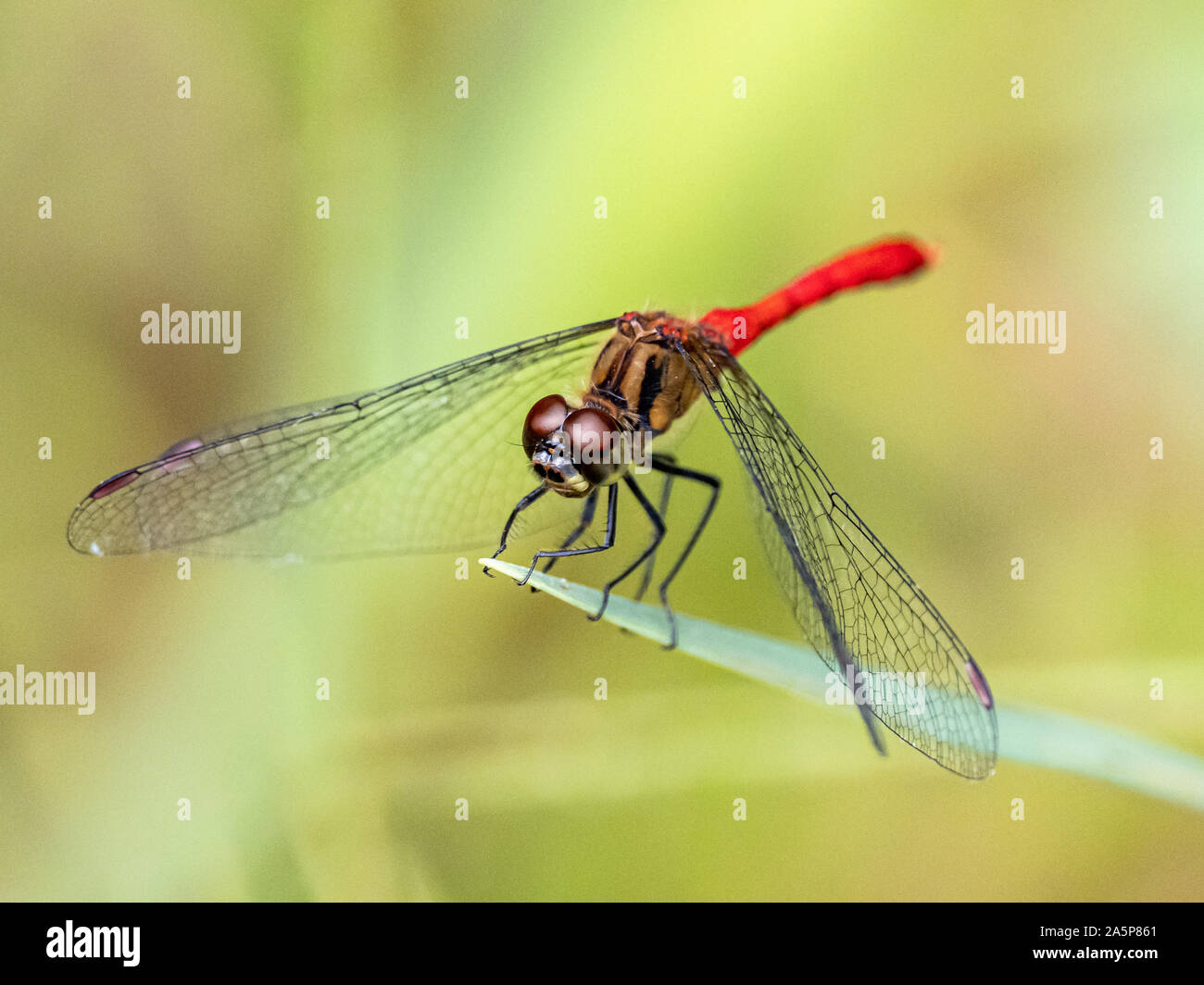 Japanese sympetrum risi yosico dragonflies, part of a family of ...