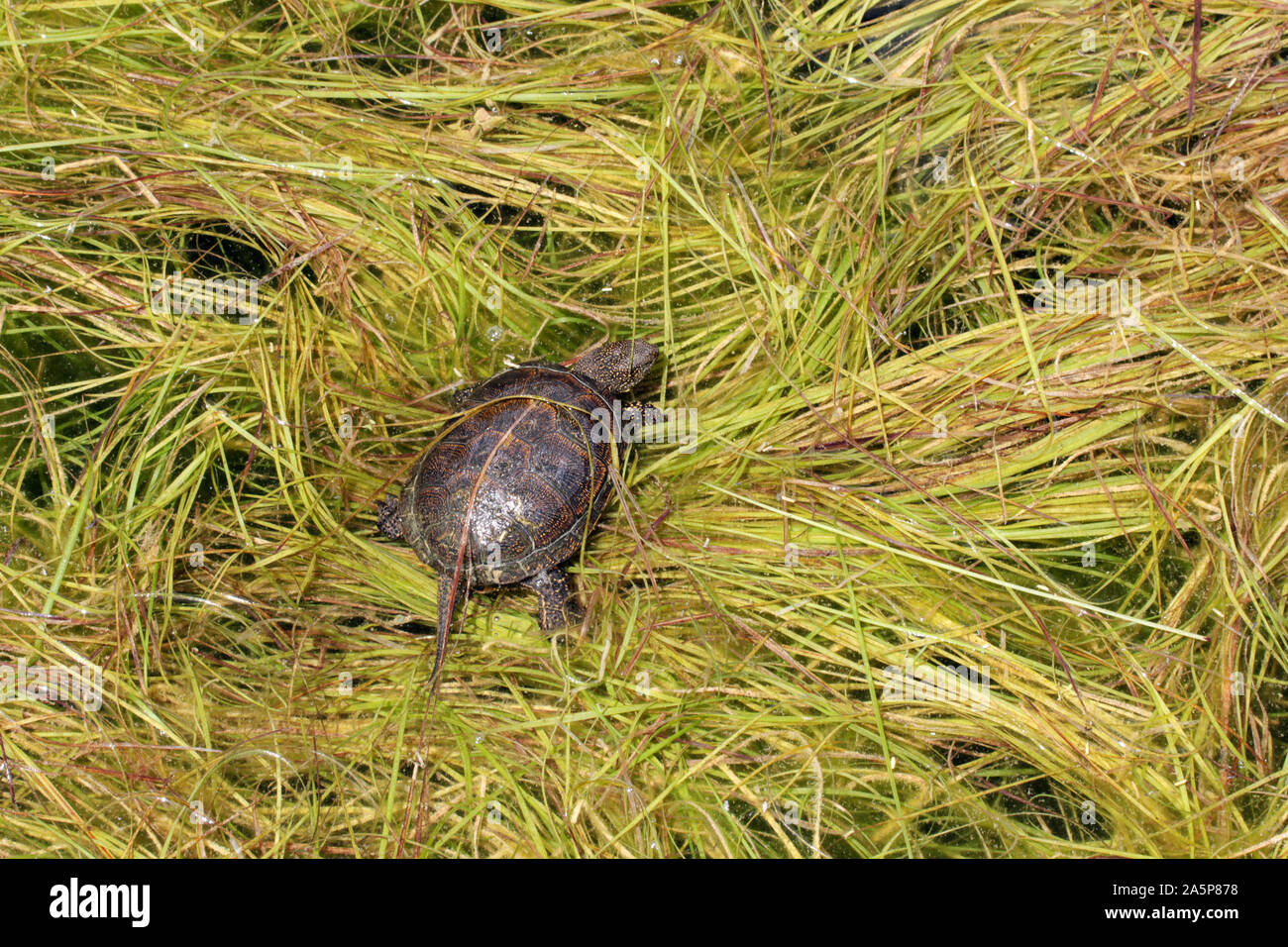 water turtles in the pool Stock Photo - Alamy