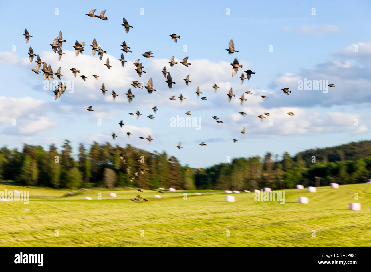 Birds flying above meadow Stock Photo - Alamy