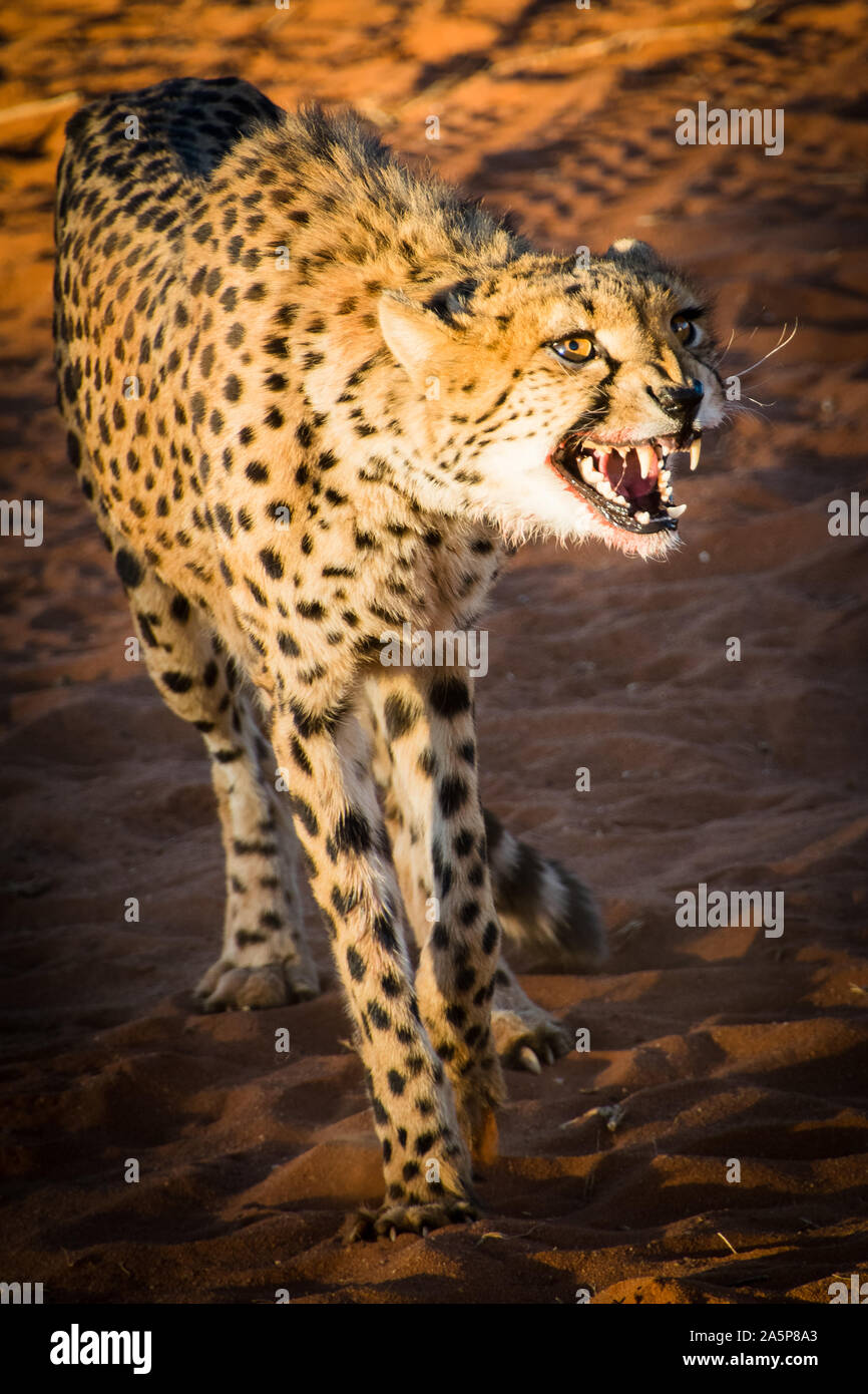 Cheetah teeth hi-res stock photography and images - Alamy