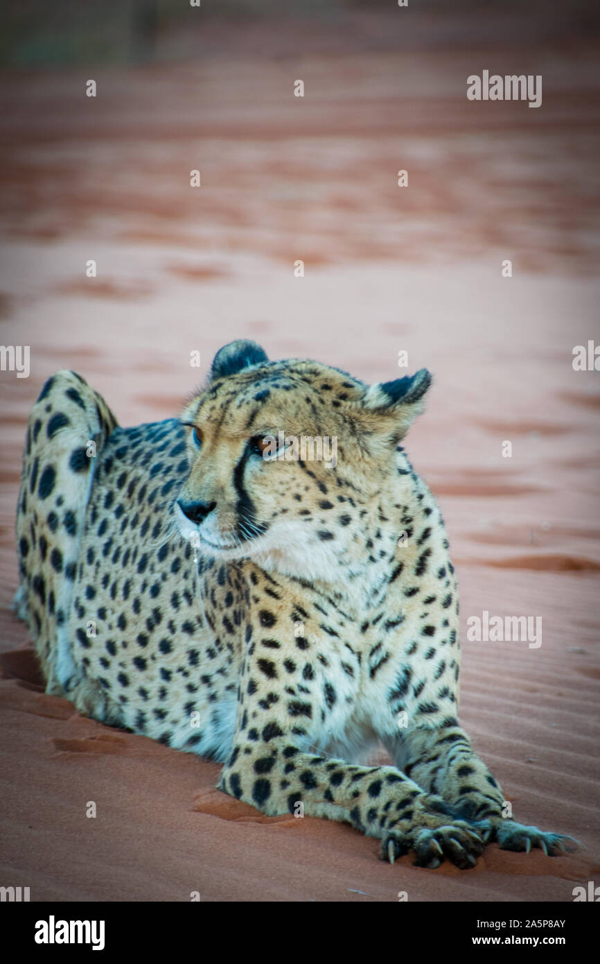 Cheetah on sand dune hi-res stock photography and images - Alamy
