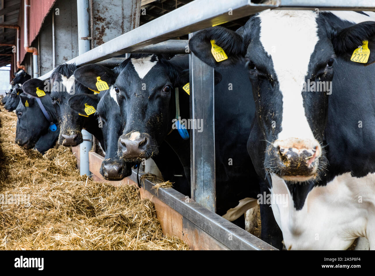 Cows in dairy farm Stock Photo - Alamy