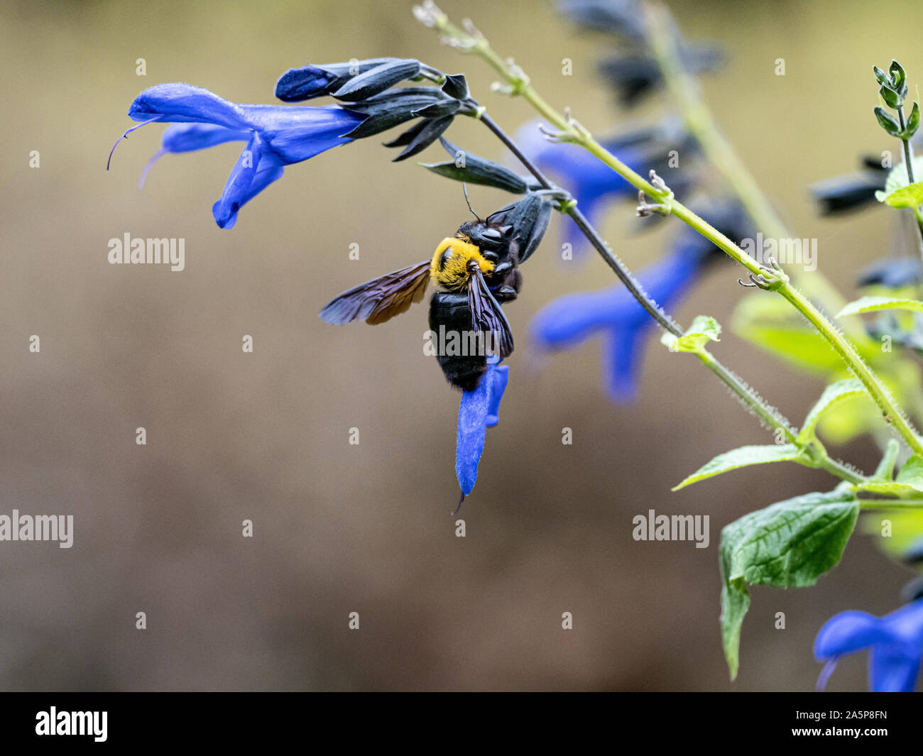 A Japanese carpenter bee, Xylocopa appendiculata, also known as ...