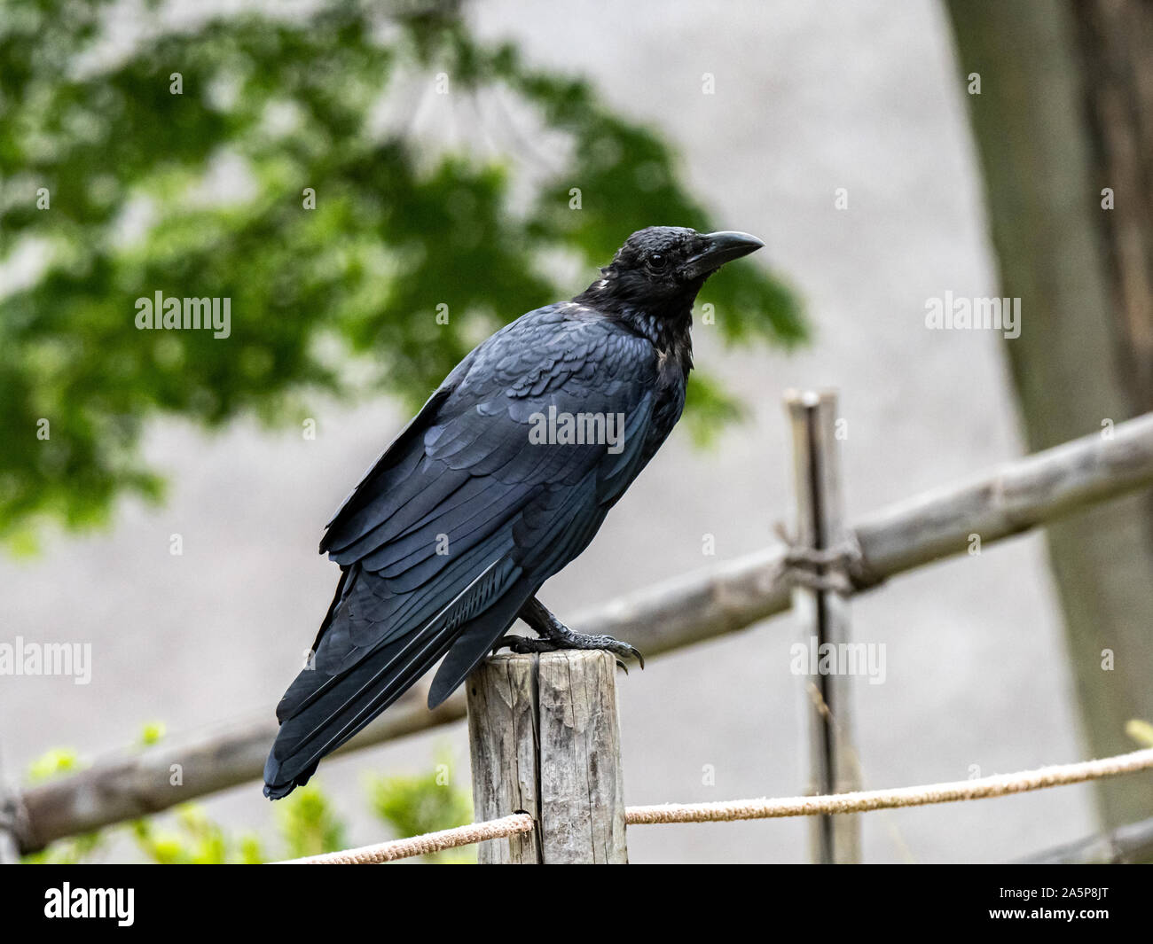 A Japanese large-billed crow, Corvus macrorhynchos japonensis, perched ...