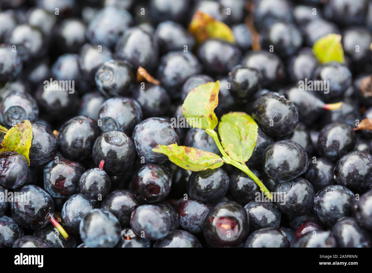 Numerous blueberries hi-res stock photography and images - Alamy