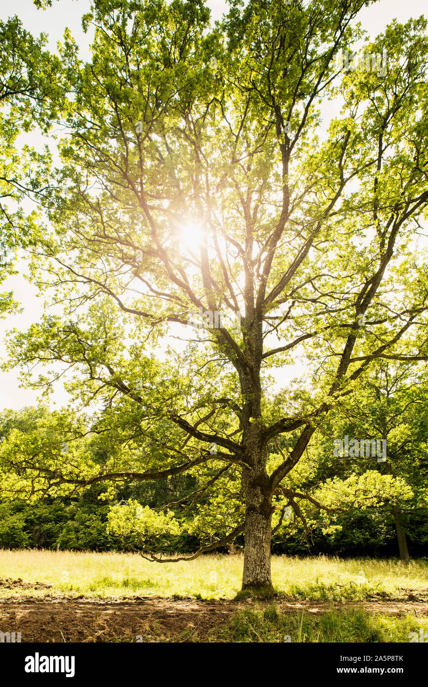 Sun shining through tree branches Stock Photo - Alamy