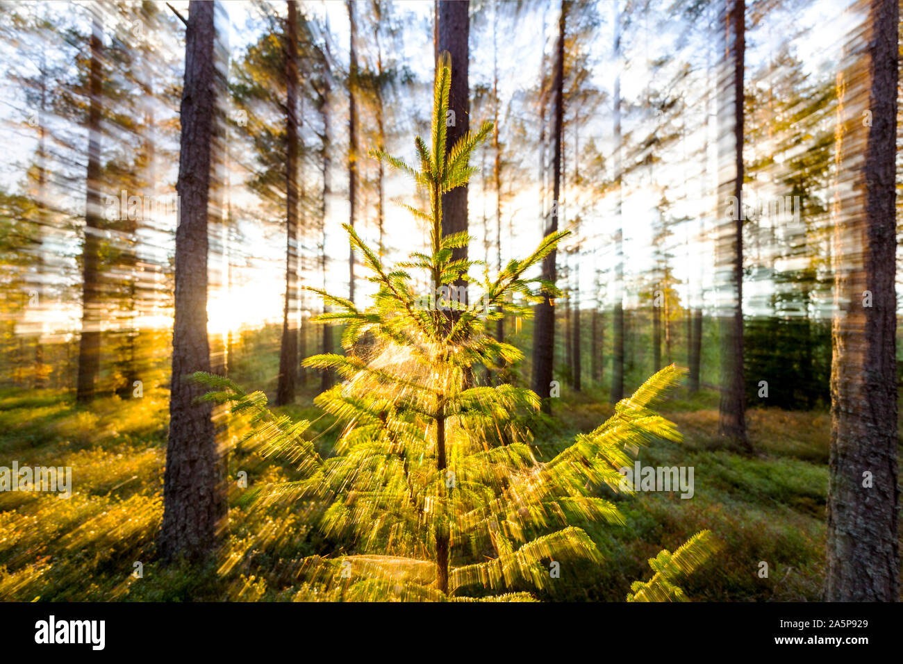 Pine tree in forest Stock Photo - Alamy