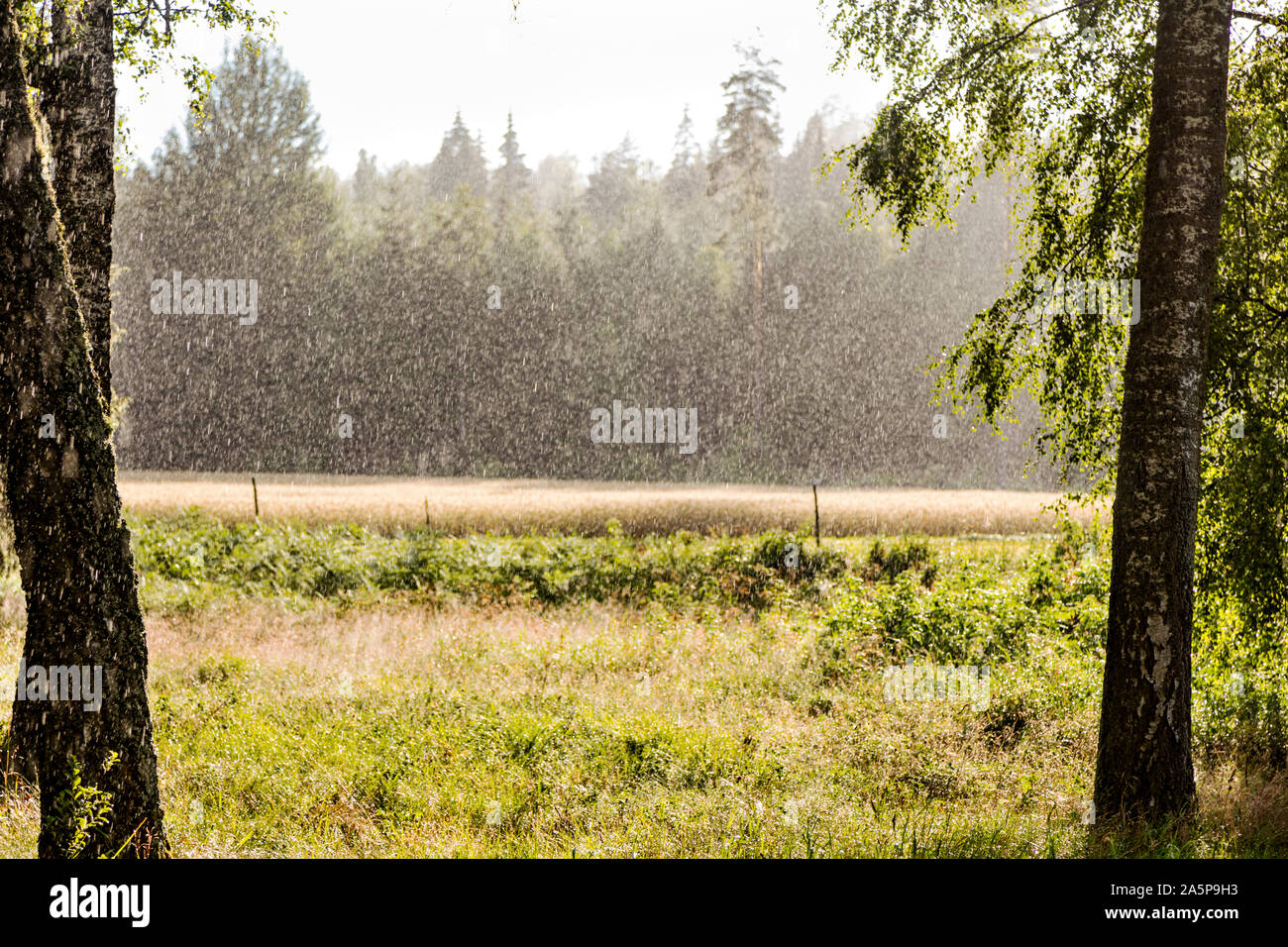 Summer sweden horn ostergotland hi-res stock photography and images - Alamy