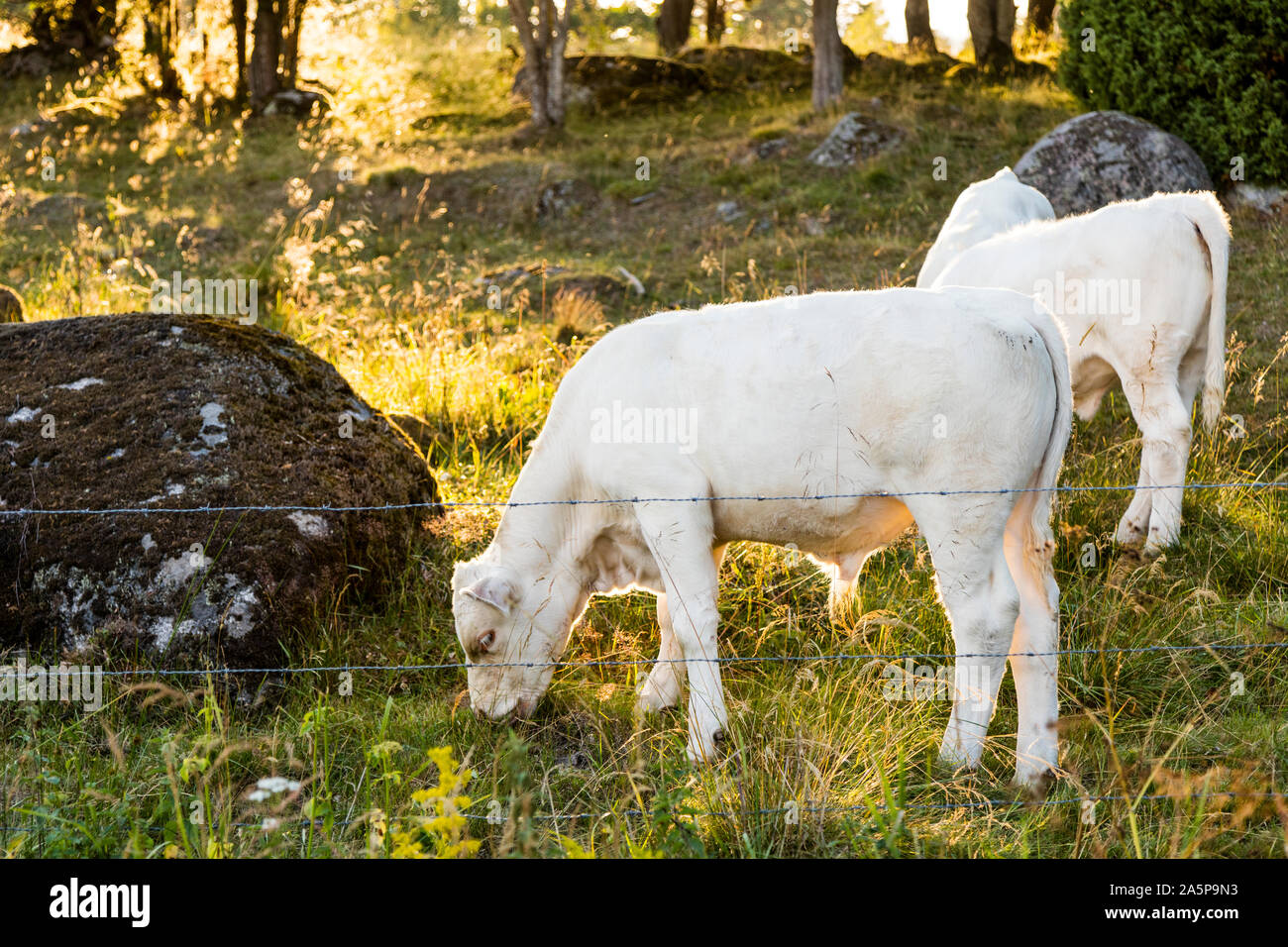 Three grazing cows with calf hi-res stock photography and images - Alamy