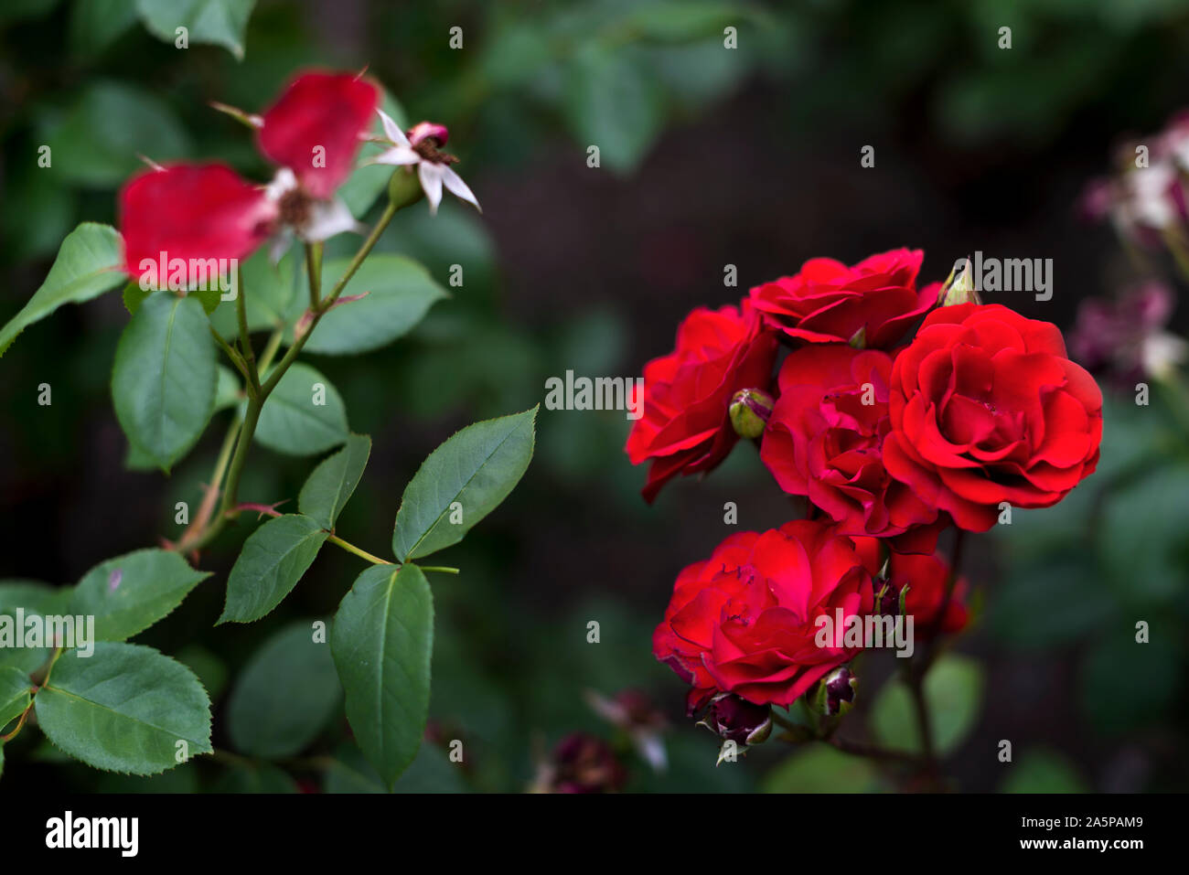 Res roses hi-res stock photography and images - Alamy