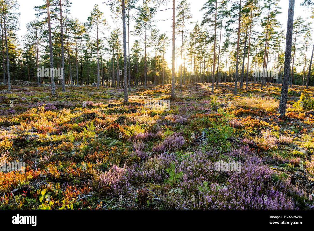 Forest cut regrowth hi-res stock photography and images - Alamy