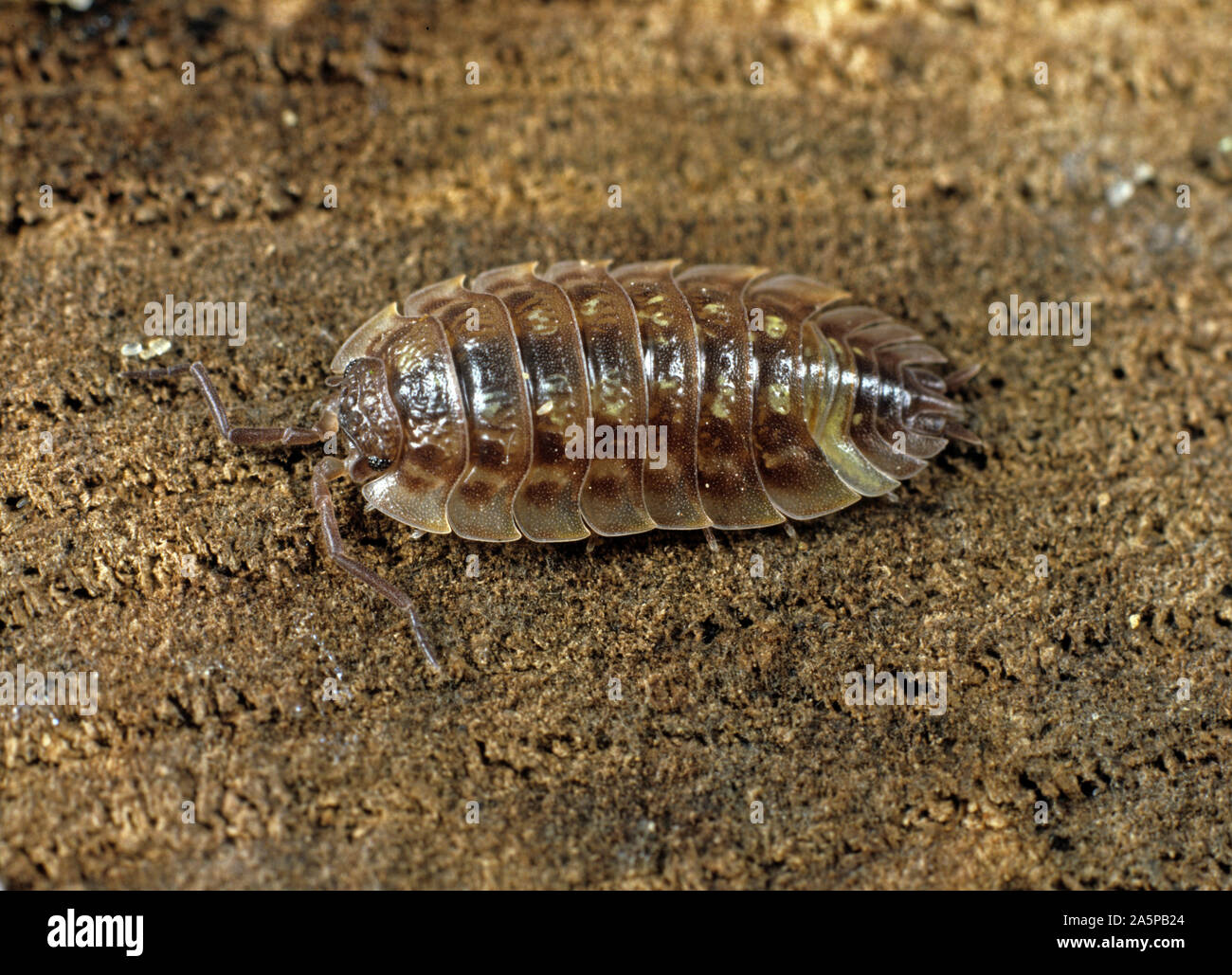 Grey thorax hi-res stock photography and images - Alamy