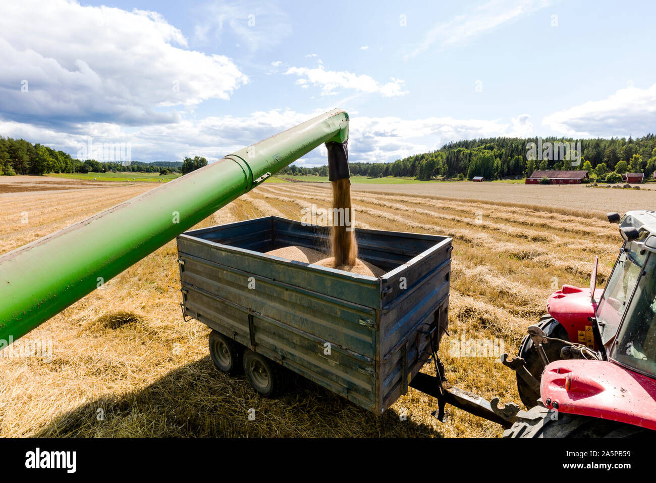 Loading wheat on trailer Stock Photo - Alamy