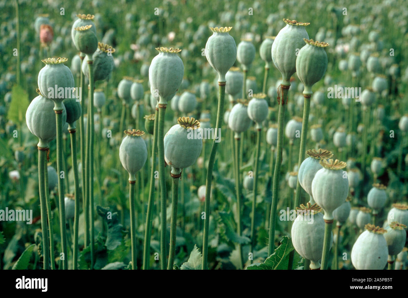 Opium Crop