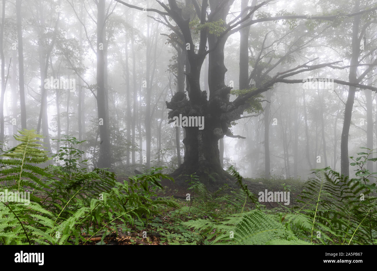 Natural landscape forest mist hi-res stock photography and images - Alamy