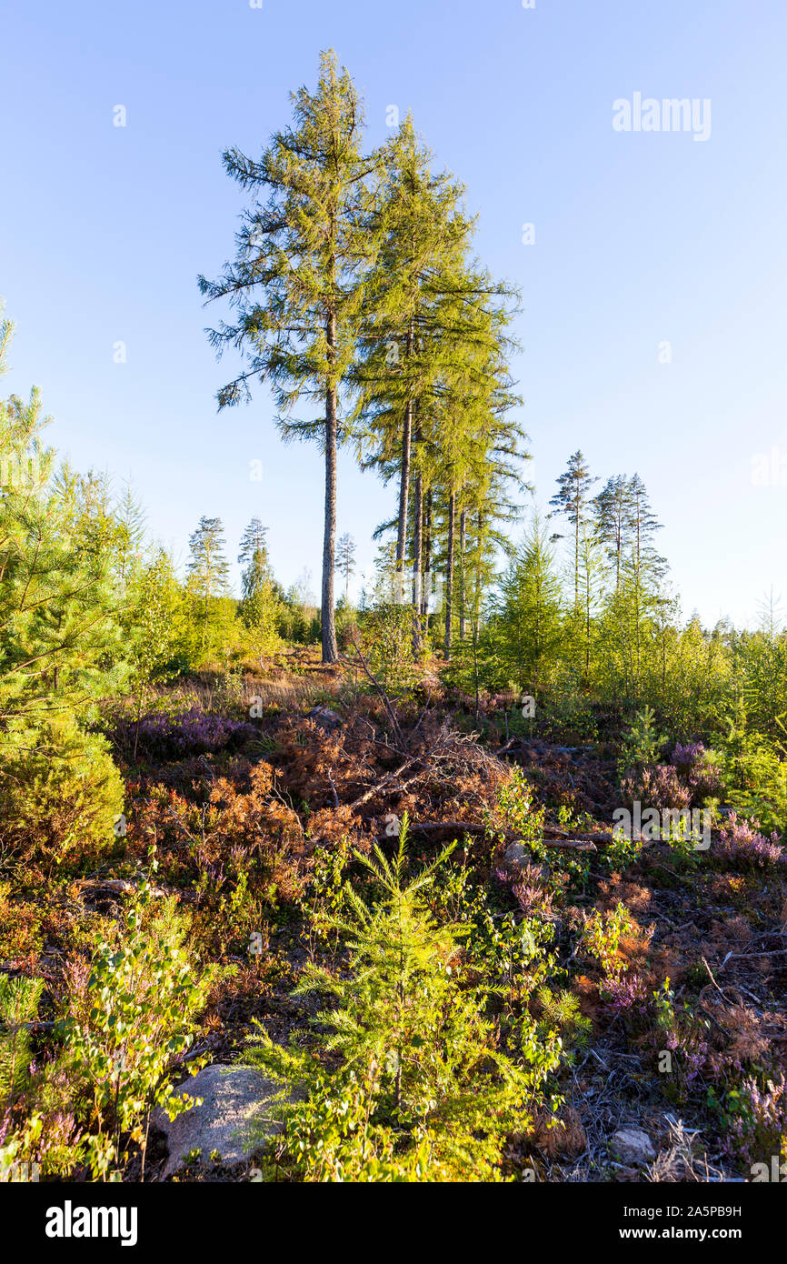 Landscape with trees Stock Photo - Alamy