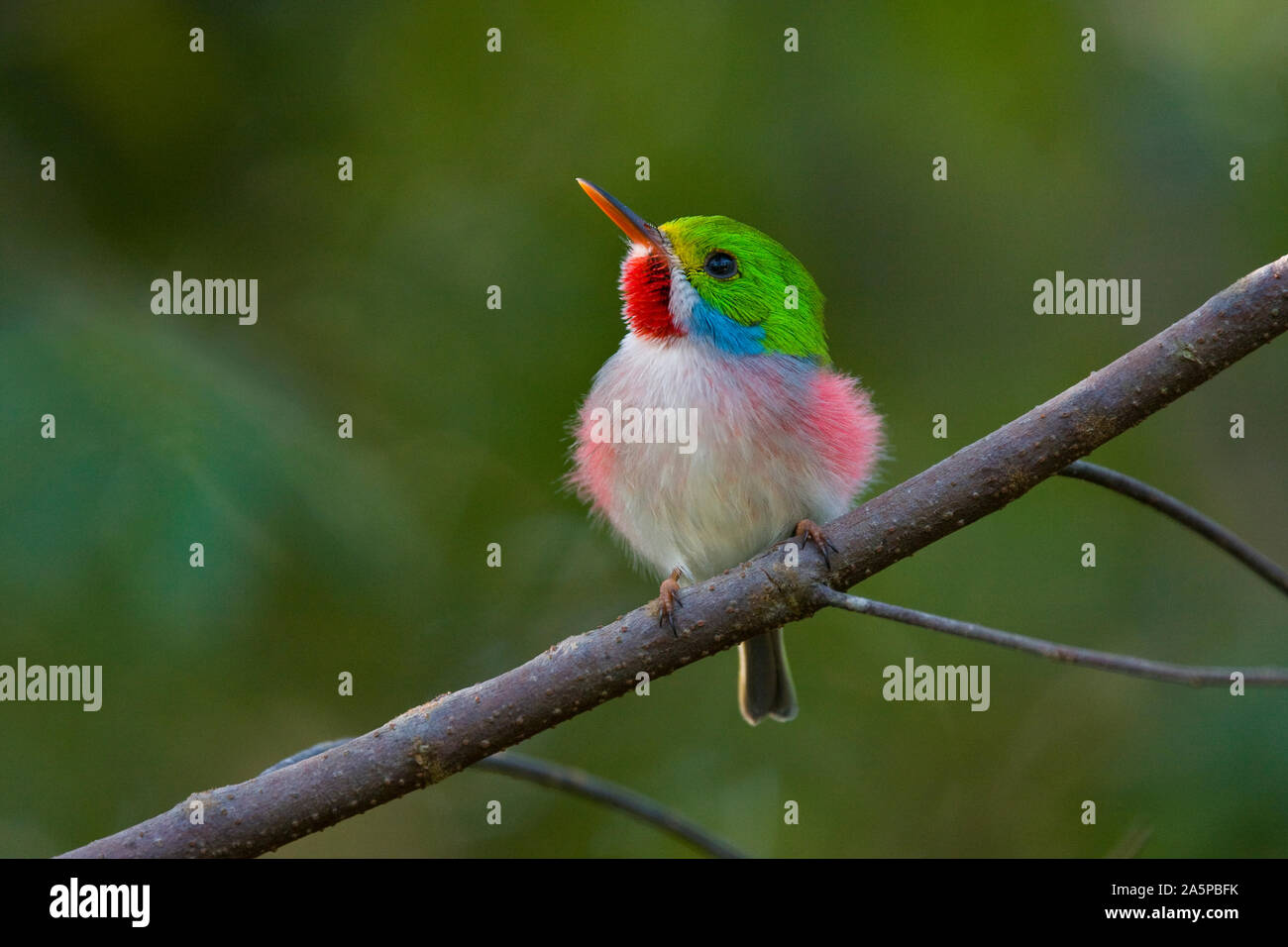Cuban todies hi-res stock photography and images - Alamy