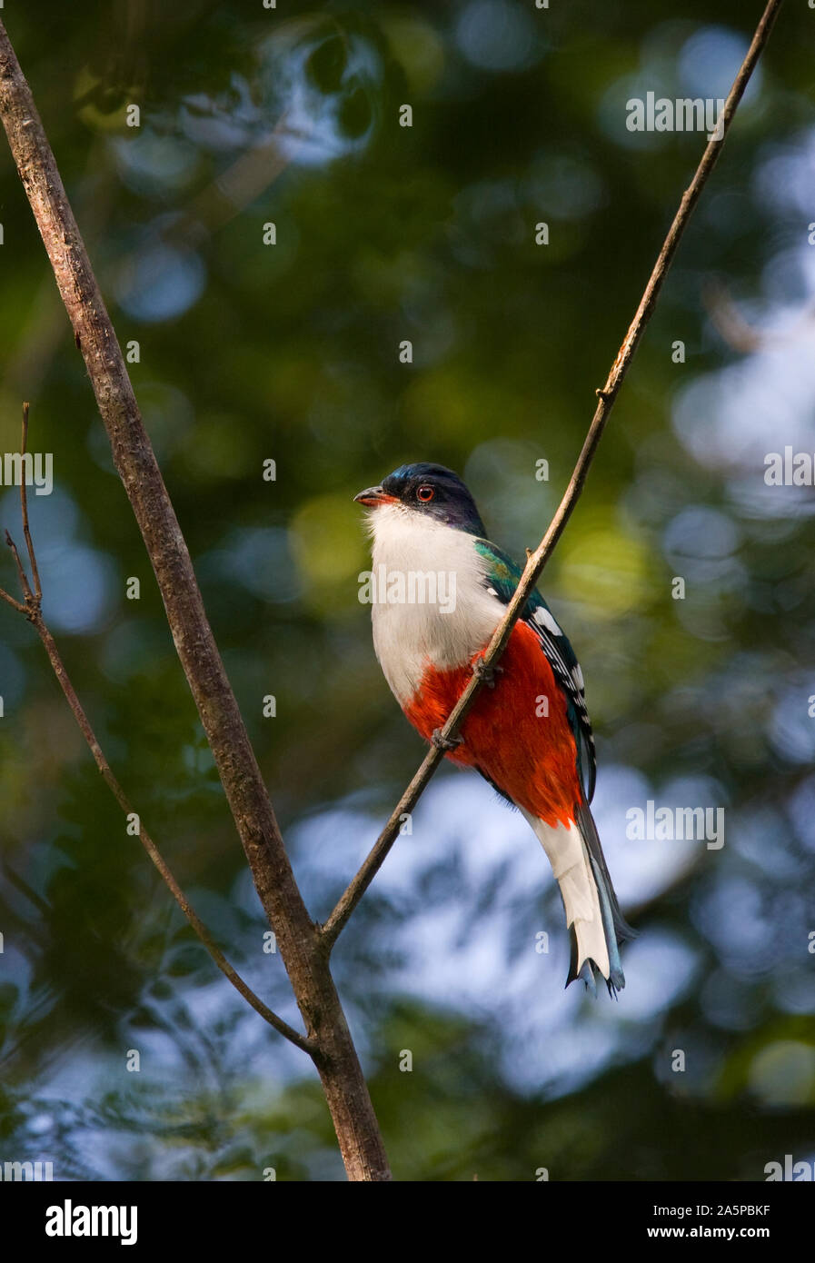 CUBAN TROGON Priotelus temnurus Zapata swamp, Cuba Stock Photo - Alamy