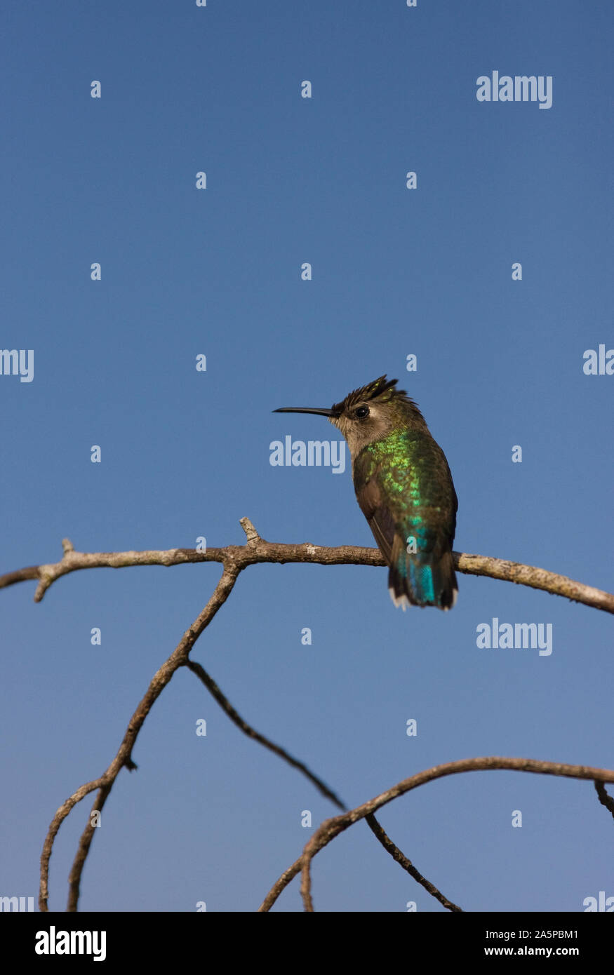 BEE HUMMINGBIRD female (Mellisuga helenae) Cuba Stock Photo - Alamy
