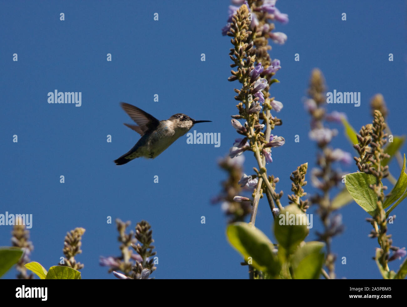 Cuban bee hummingbird hi-res stock photography and images - Alamy