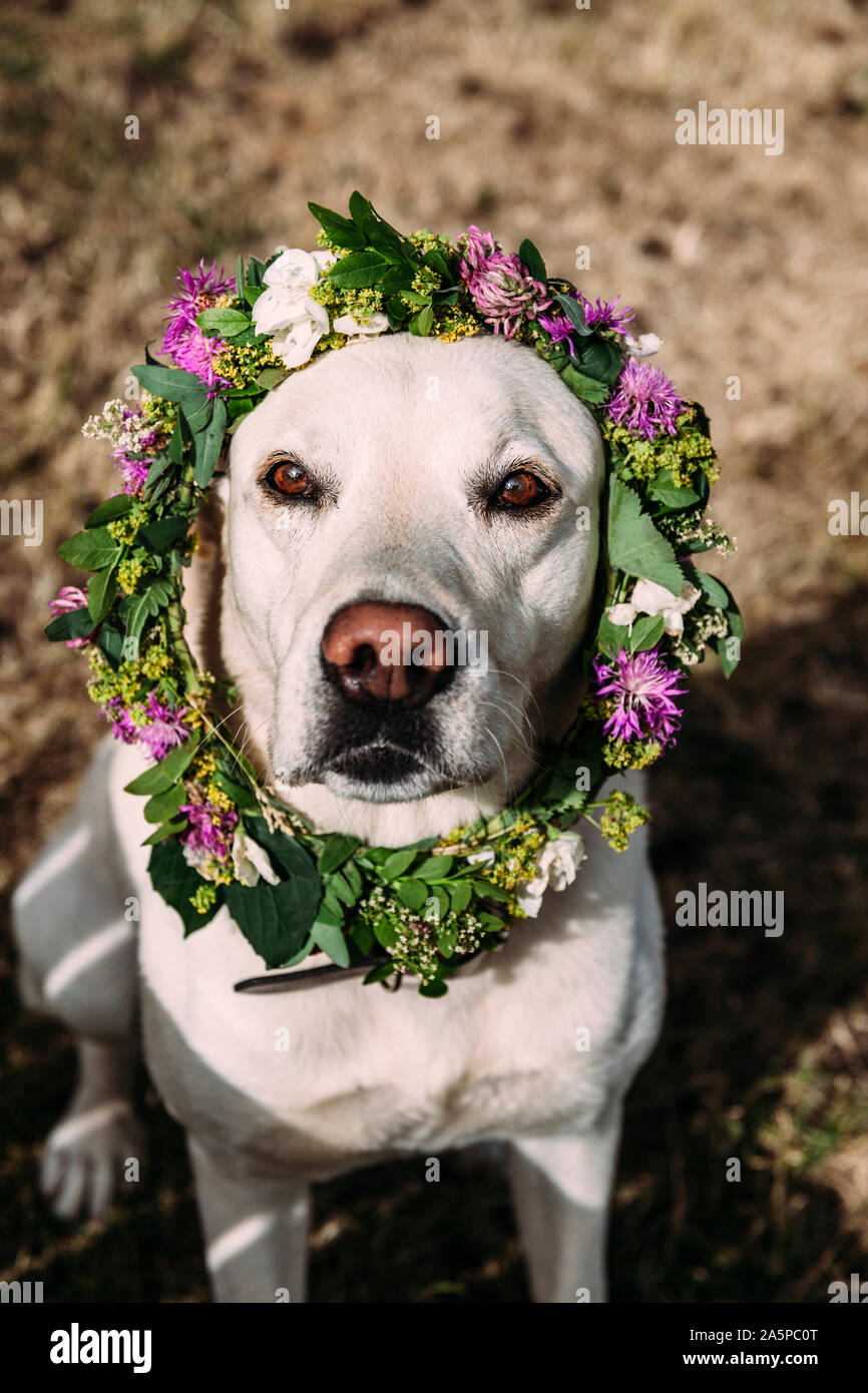 White dog with a wrath Stock Photo - Alamy