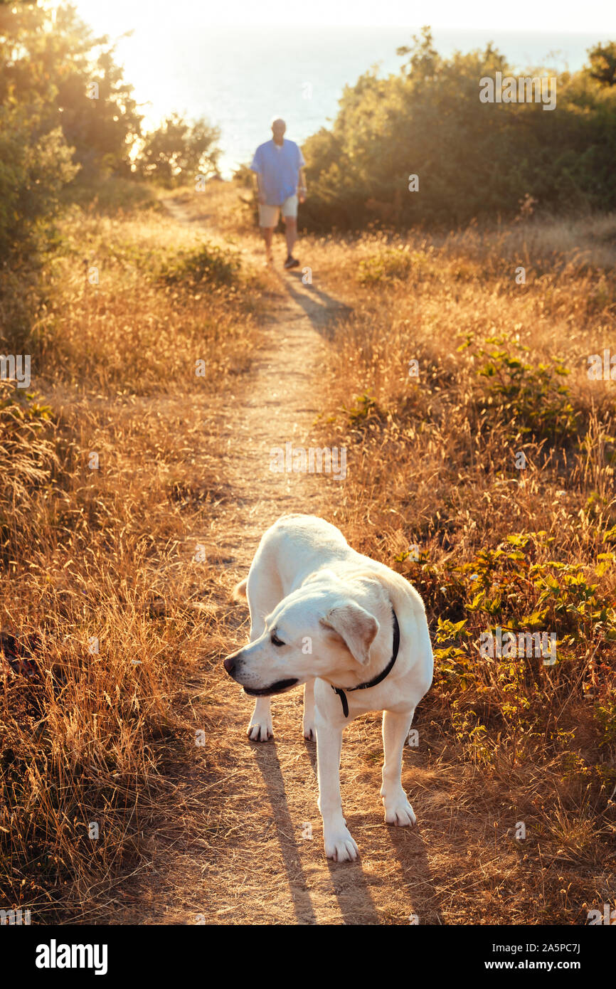 Dog on footpath Stock Photo - Alamy