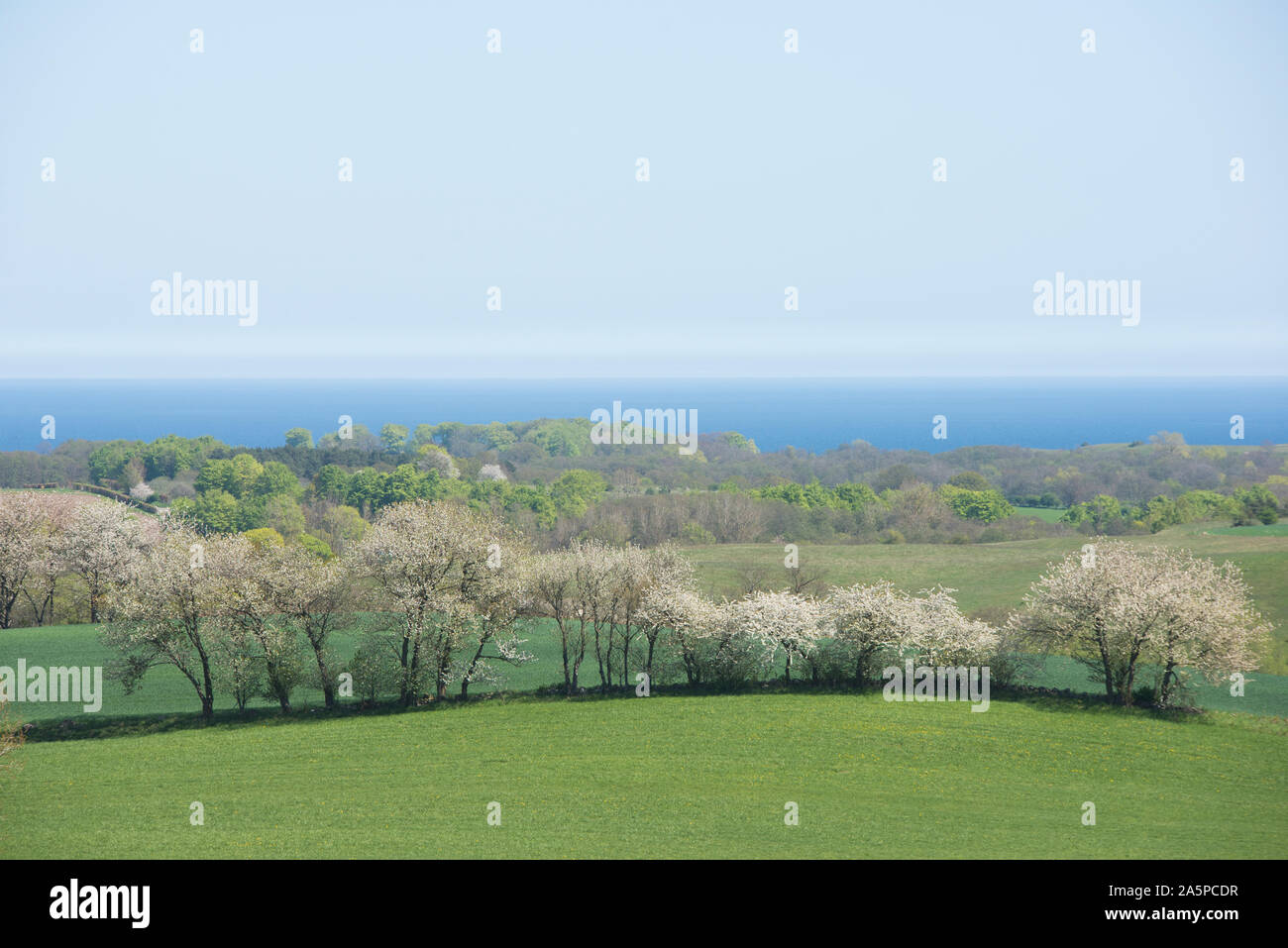 Spring blossom near sea coast Stock Photo - Alamy