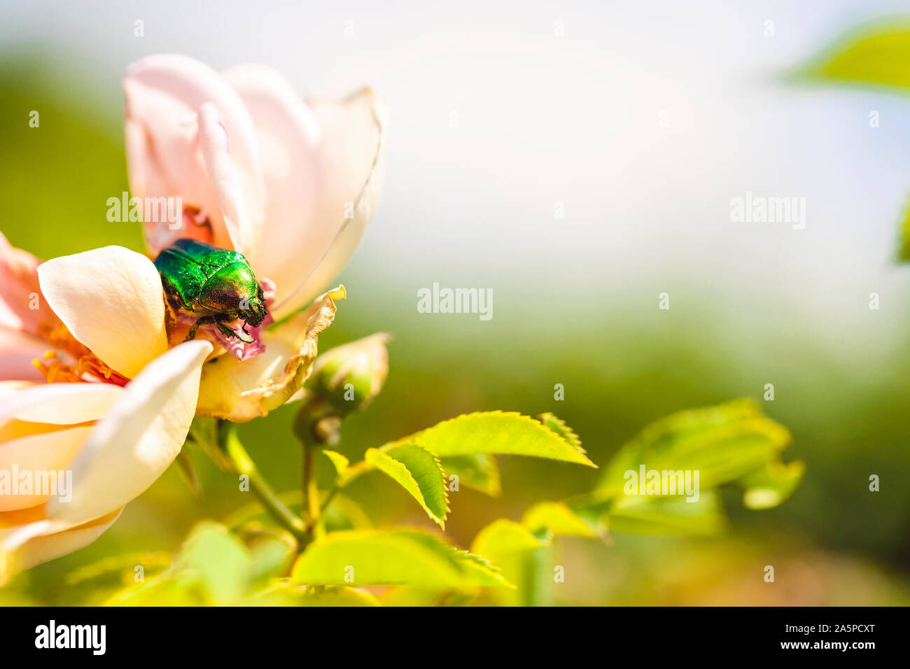 Rose chafer climbing hi-res stock photography and images - Alamy