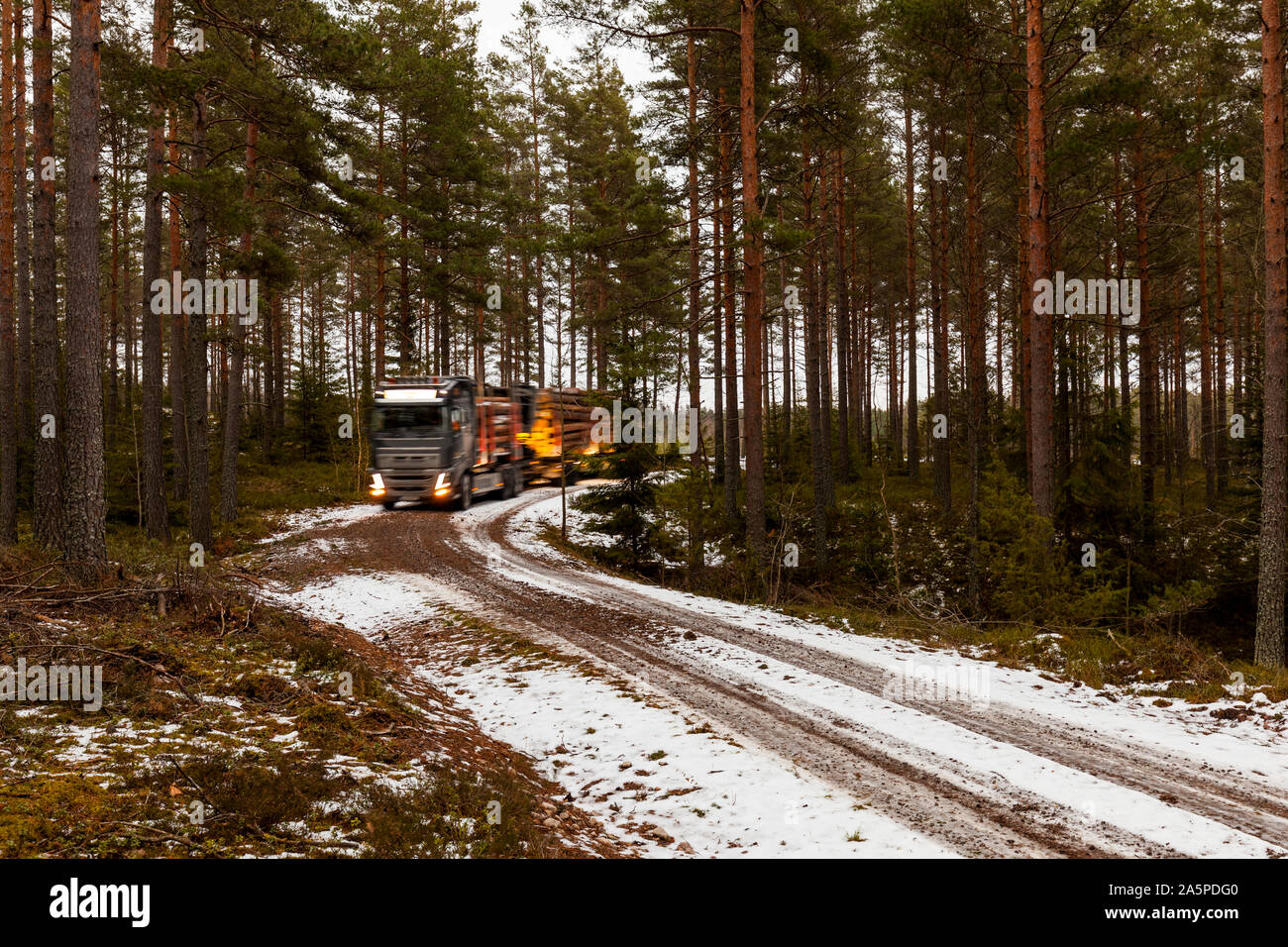 Lorry on forest road Stock Photo - Alamy