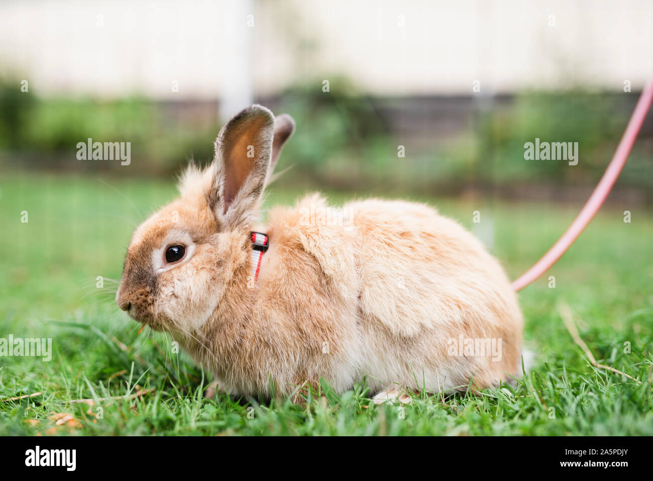 Rabbit on leash Stock Photo - Alamy