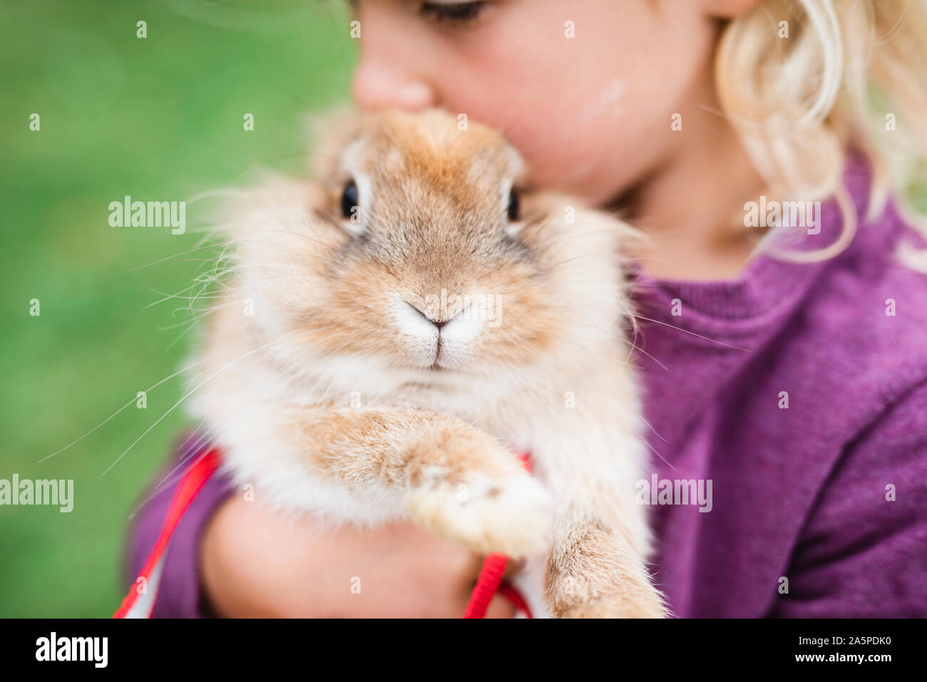 Girl with rabbit Stock Photo - Alamy
