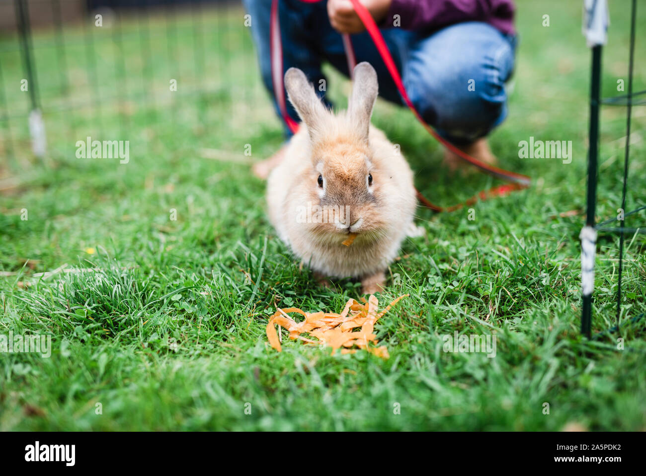 Rabbit on grass Stock Photo - Alamy