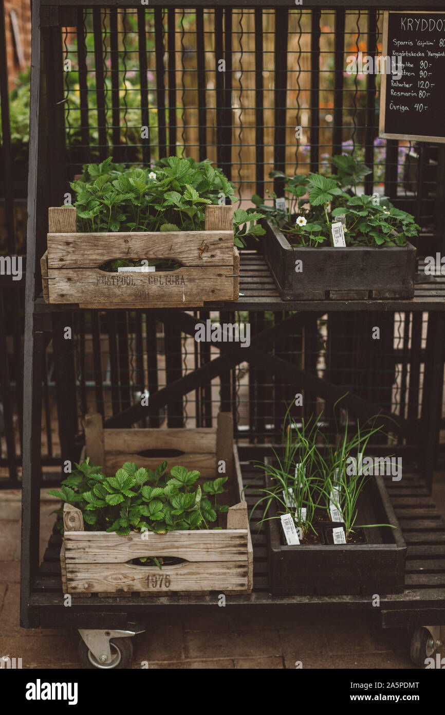 Plants in crates Stock Photo - Alamy