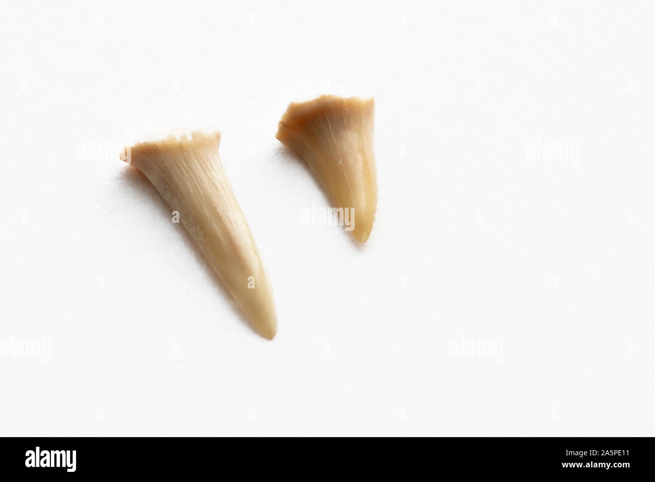Razor sharp teeth Cut Out Stock Images & Pictures - Alamy