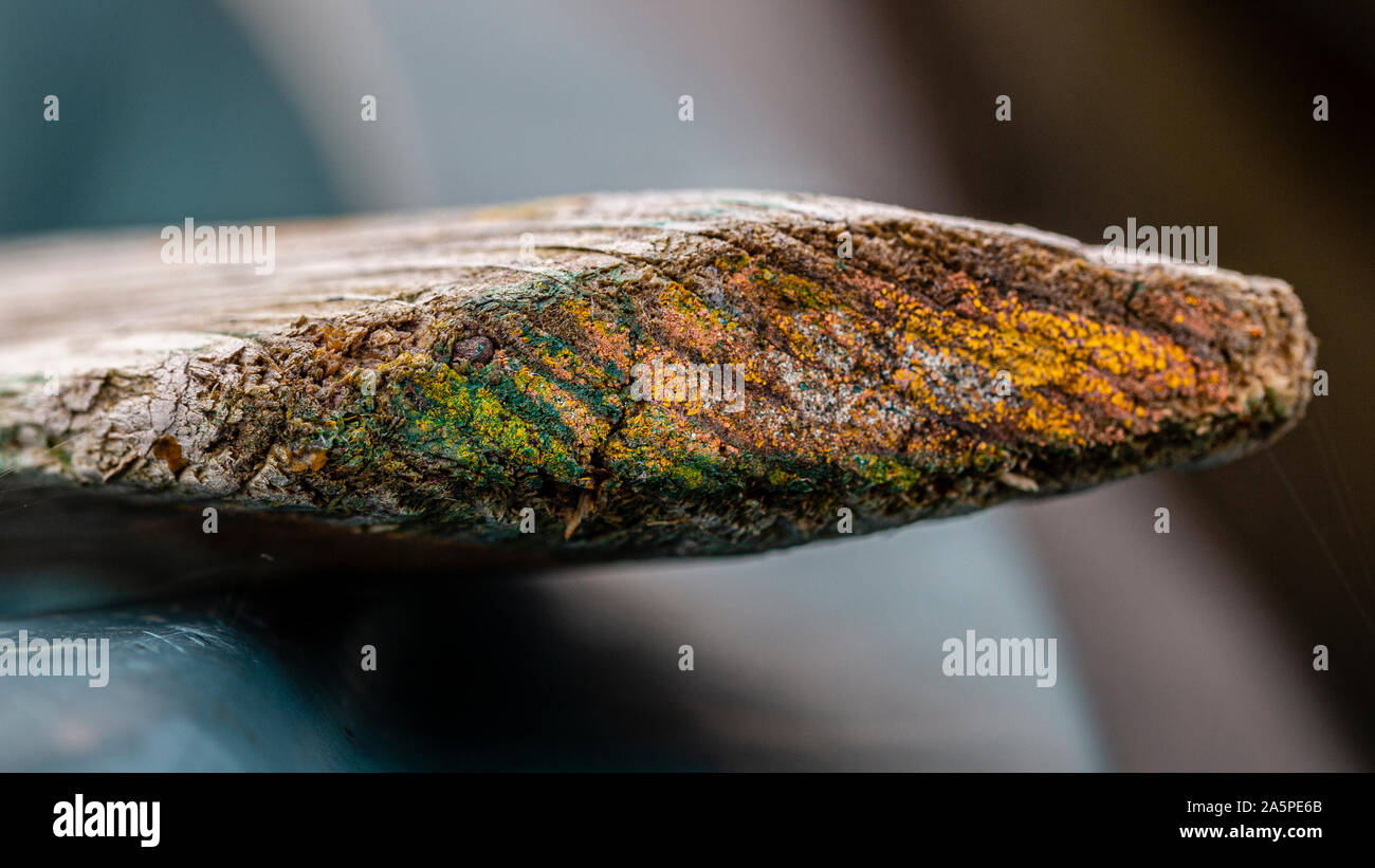Wooden oar pattern hi-res stock photography and images - Alamy