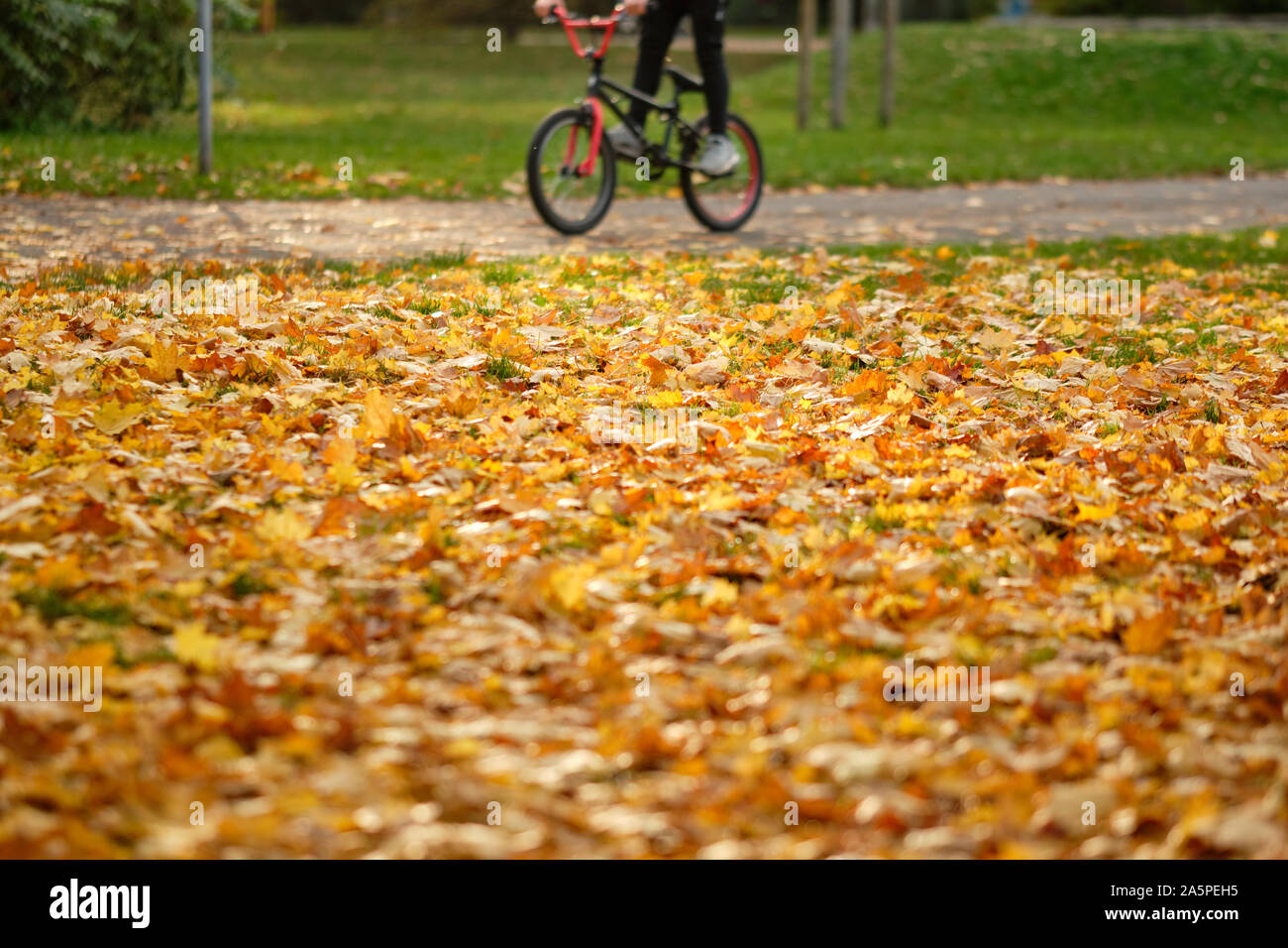 Lawn in a park covered with beautiful yellow and orange fallen autumn ...