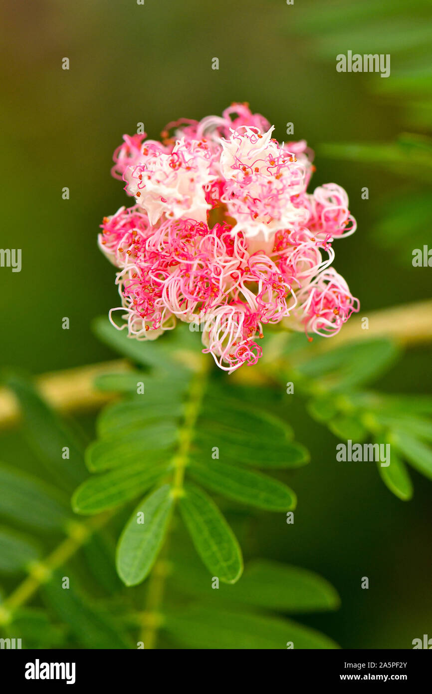 Powder puff hi-res stock photography and images - Alamy