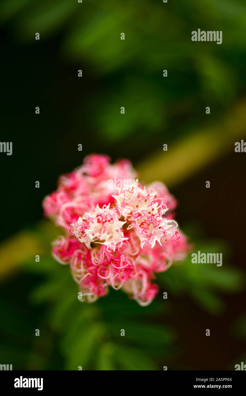 Powder puff plant hi-res stock photography and images - Alamy