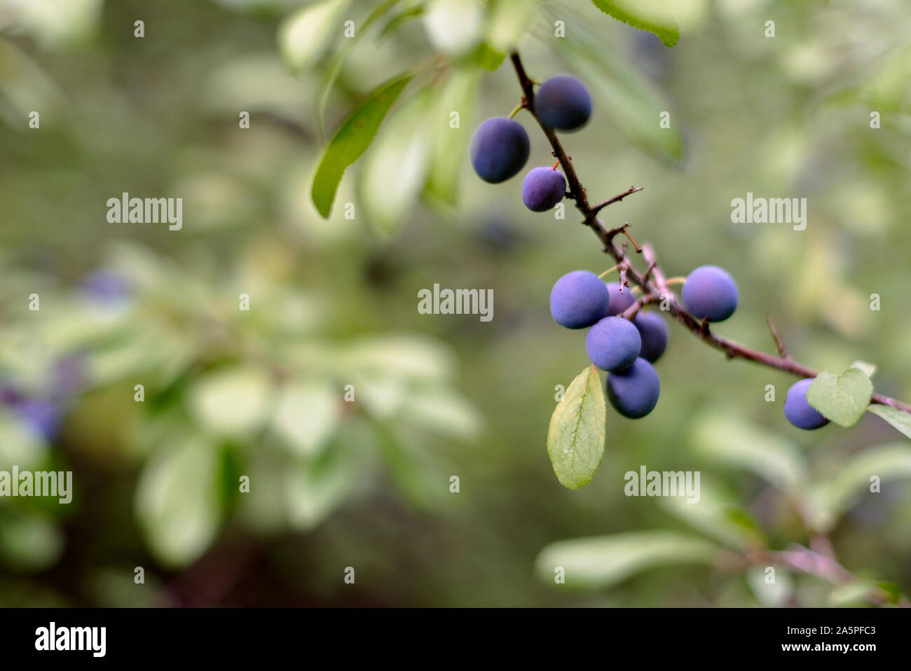 Sloe on branch Stock Photo - Alamy