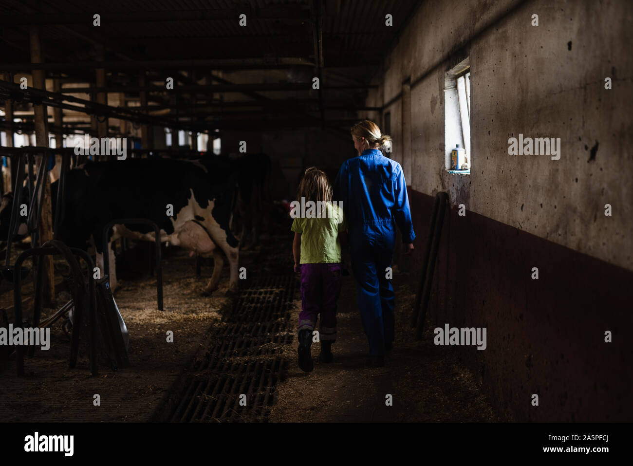 Woman walking rear view cattle hi-res stock photography and images - Alamy